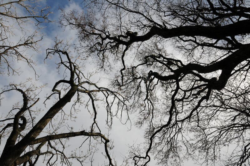 Tree Formation on a Hill of Veldt, Open Grassland Stock Image - Image ...