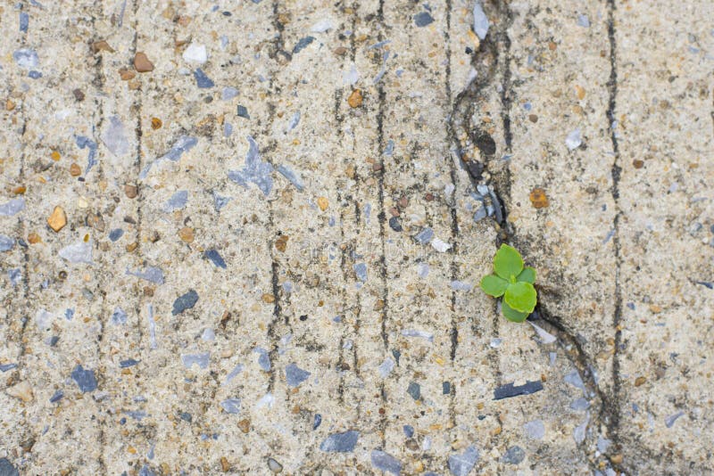 Tree is Formed on the Crack of Concrete Floor Stock Image - Image of ...