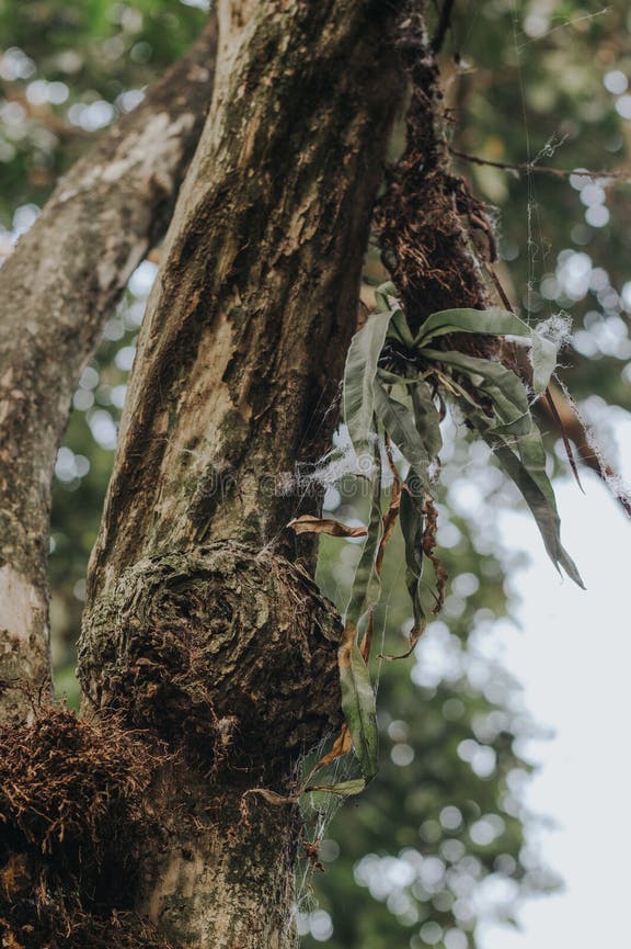 A Tree that Forms a Circle with Hanging Parasitic Plants Stock Photo ...