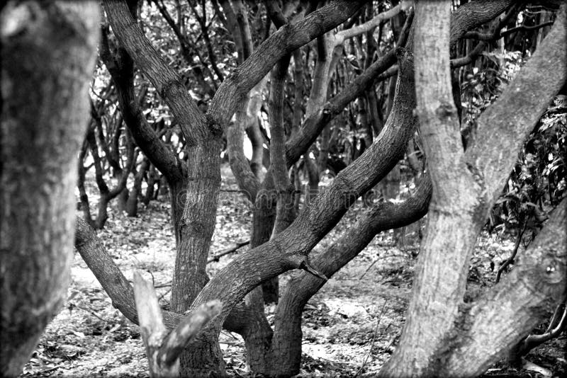 Ruin Tree Trunk Grey Scale Stock Photos - Free & Royalty-Free Stock ...