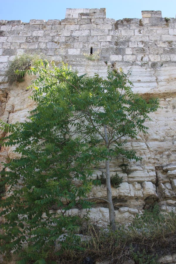Tree and fortress wall stock image. Image of white, judaism - 115291605