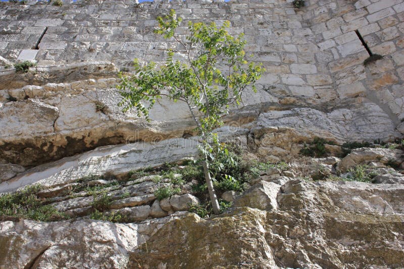Tree and fortress wall stock photo. Image of temple - 115291616