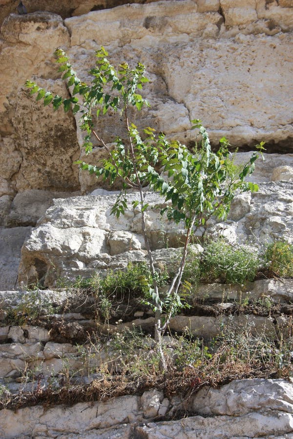 Tree and fortress wall stock photo. Image of material - 115291624