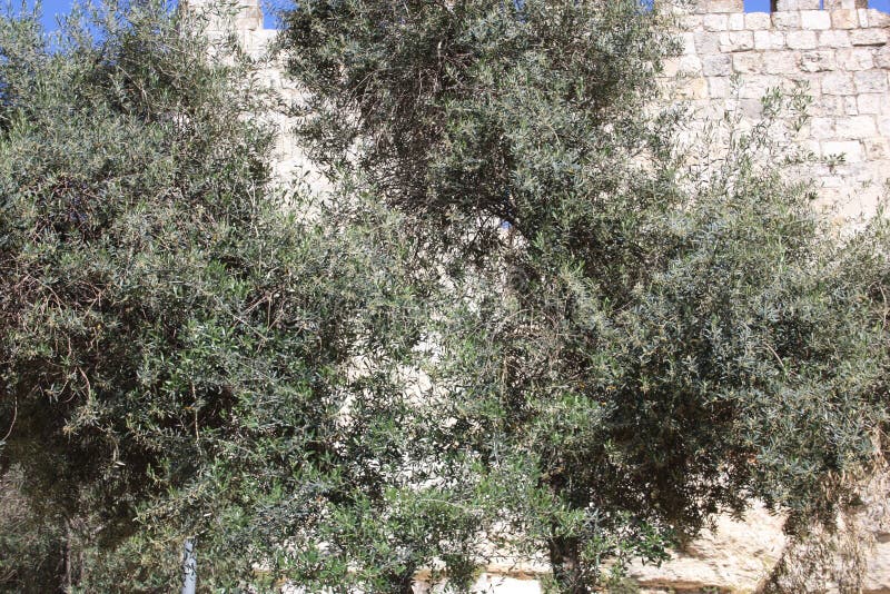 Tree and fortress wall stock image. Image of famous - 115291705