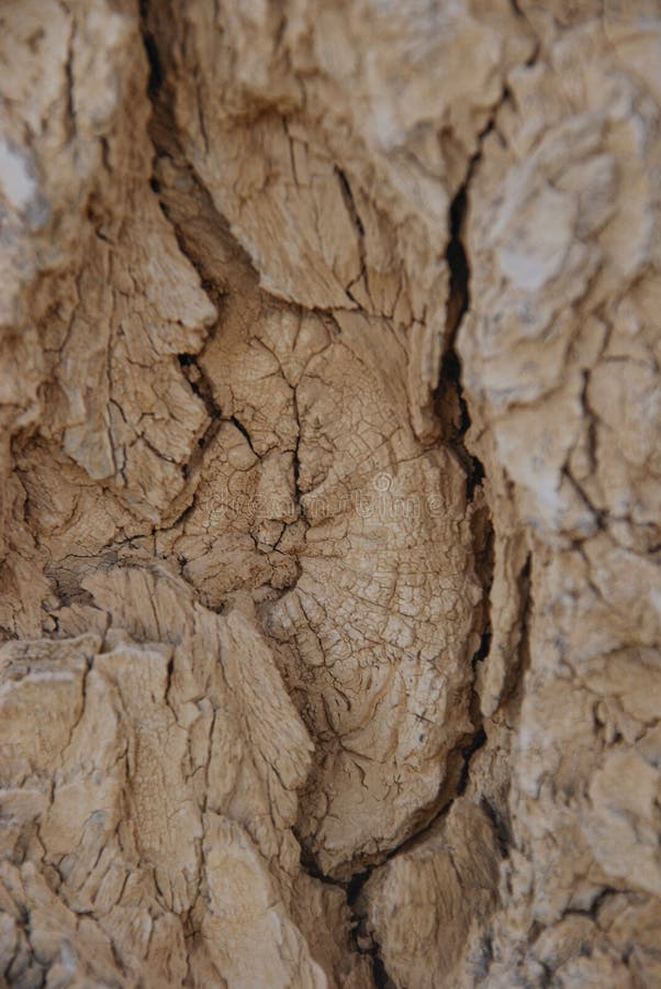 Tree fossil stock image. Image of fossil, dehydrate, death - 46851979