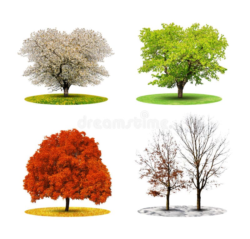 Oak Tree Four Seasons stock image. Image of industry, autumn - 8049605
