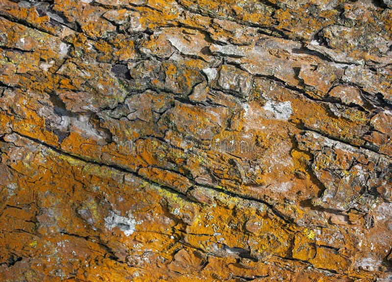 Tree fragment stock photo. Image of season, wood, deciduous - 40961492