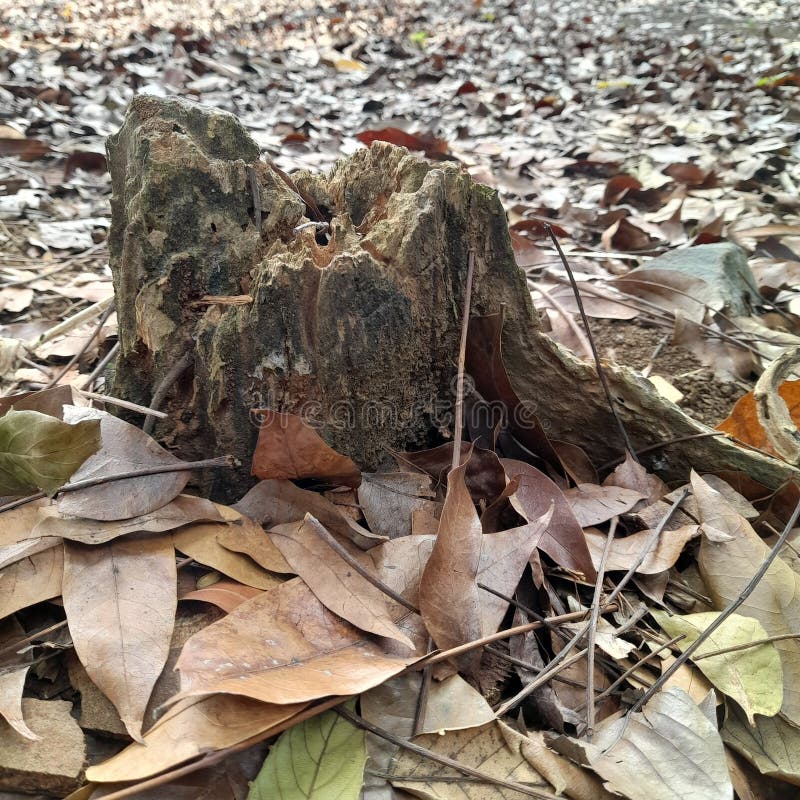 A Tree Fragment that Was Cut Down a Long Time Ago Stock Photo - Image ...