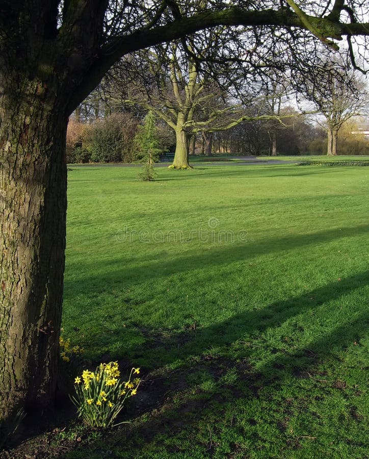 Tree Frame stock photo. Image of frame, tree, branches - 650984