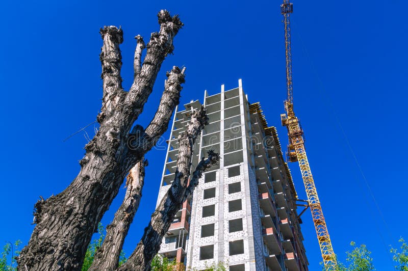 A Tree and a Frame.of a Multi-storey Building Under Construction Stock ...