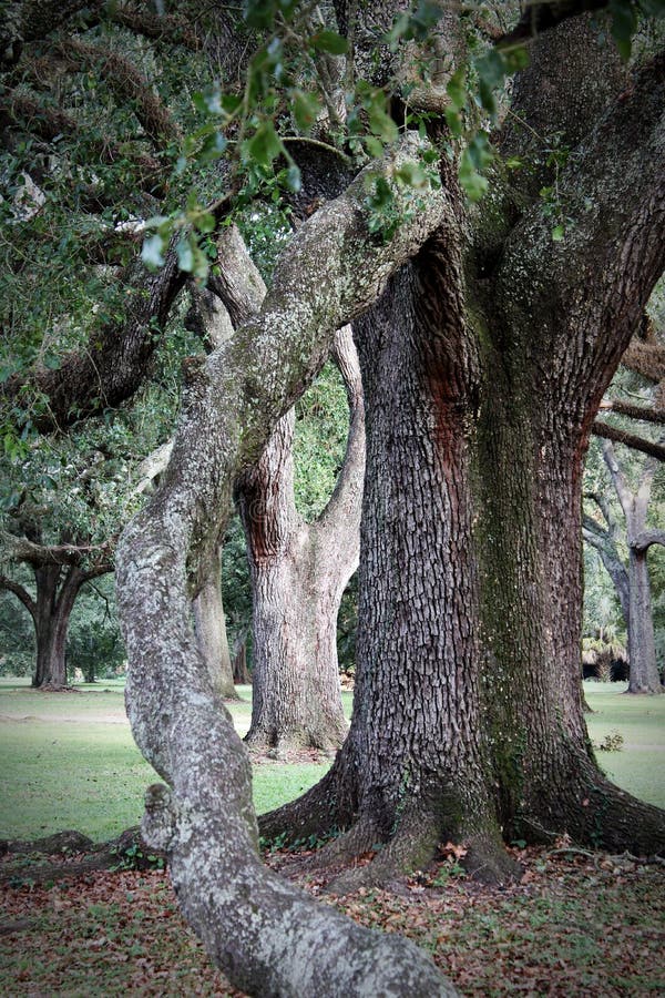 Tree Framing an Old Barn with Snow Capped Mountain Stock Photo - Image ...