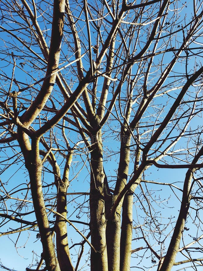 Tree Framing the Blue Sky with Its Brown Branches Sticking Out of the ...