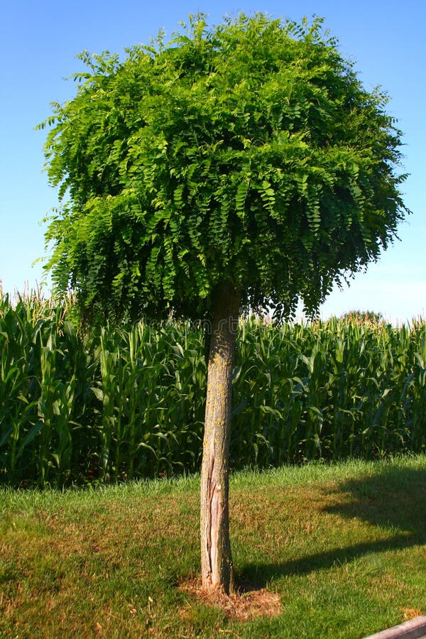 The tree in France stock photo. Image of outdoor, agronomy - 11012448