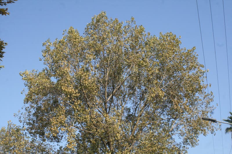 10,938 Tree Life Free Vacination Stock Photos - Free & Royalty-Free Stock Photos from Dreamstime