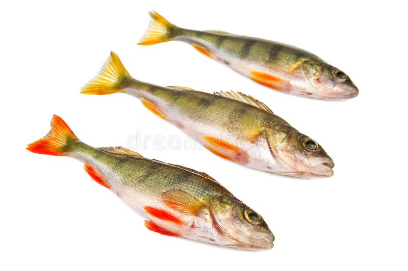 Tree fresh perch isolated stock photo. Image of single - 111265458