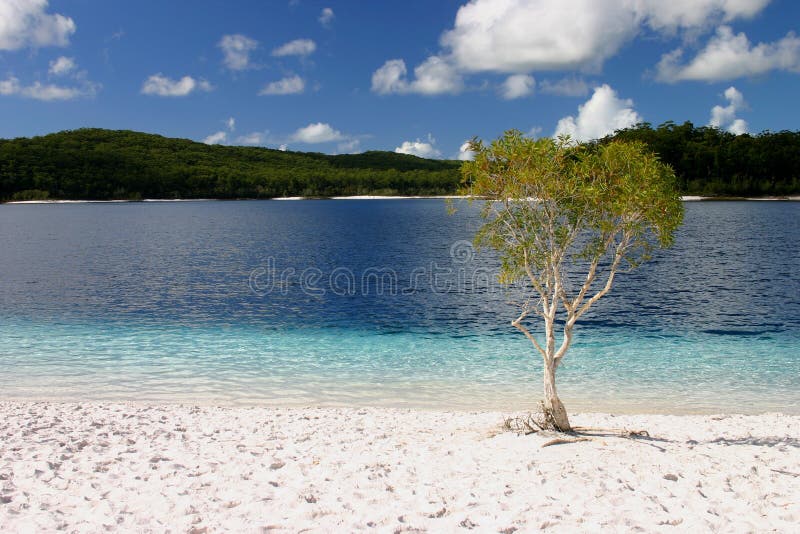 Tree by Fresh Water Lake stock image. Image of tree, crystal - 148137