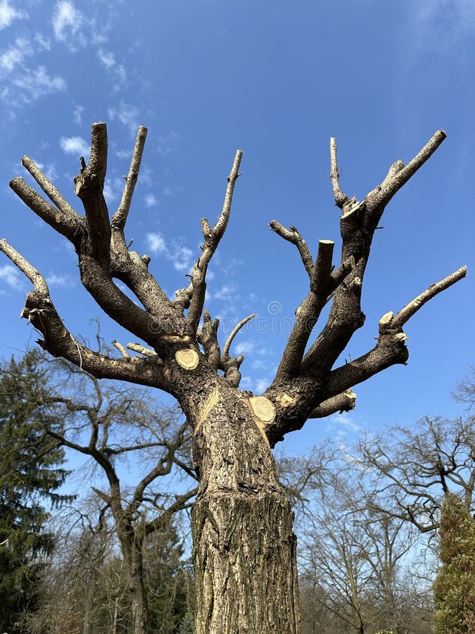 A Tree with Freshly Cut Branches Spring Time Stock Image - Image of ...