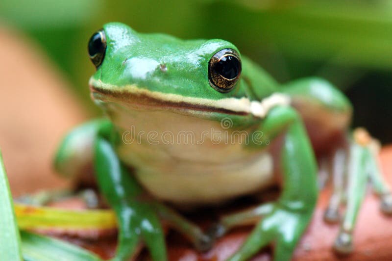 Singing Treefrog stock photo. Image of cute, frog, yuenlin - 15356448