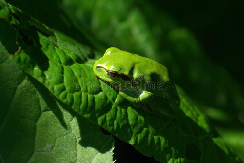 Hiding Frogs stock photo. Image of water, hide, pair, male - 909818