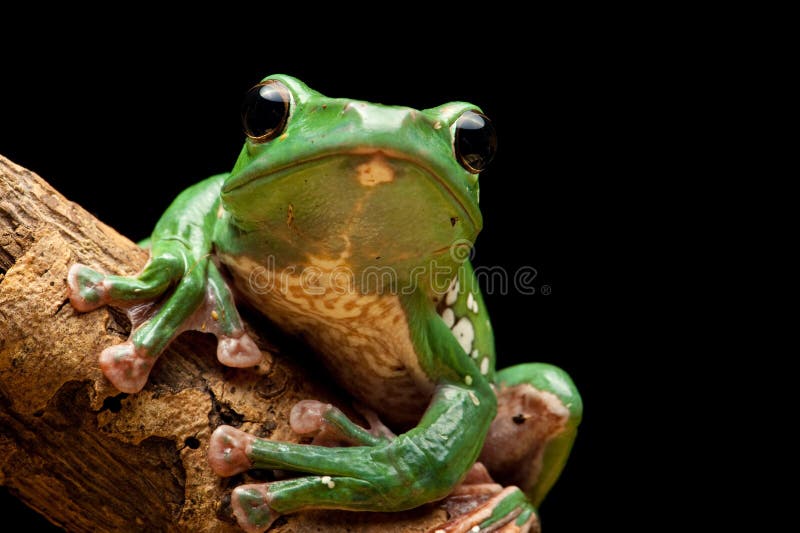 Glass Frog Transparent Amphibian in Rainforest Stock Image - Image of ...