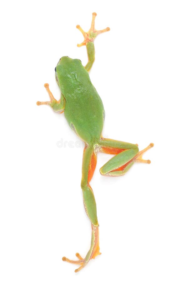 Tree frog stock photo. Image of green, tree, isolated - 16428360