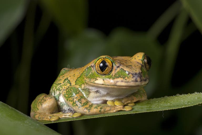 127,233 Curcge Frog Stock Photos - Free & Royalty-Free Stock Photos ...