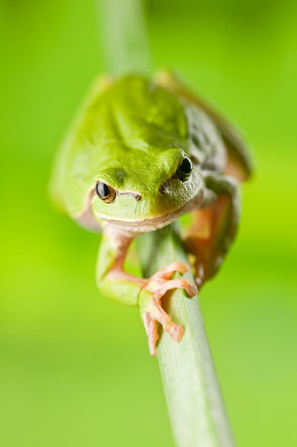Tree_frog stock image. Image of froggy, amphibian, stare - 22563055