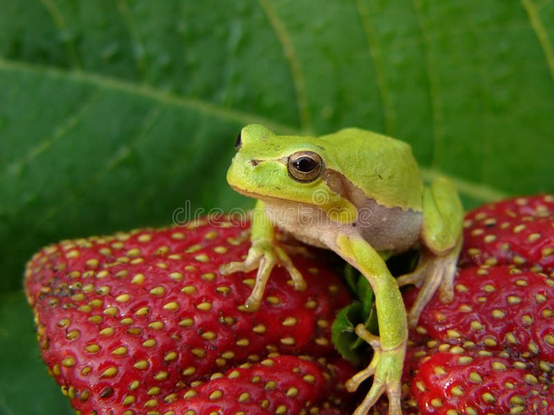 Tree Frog stock photo. Image of protective, green, arboreal - 2524456