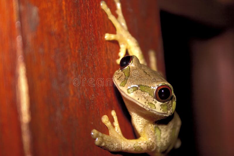 Tree frog stock image. Image of frog, hanging, tree, cute - 286909