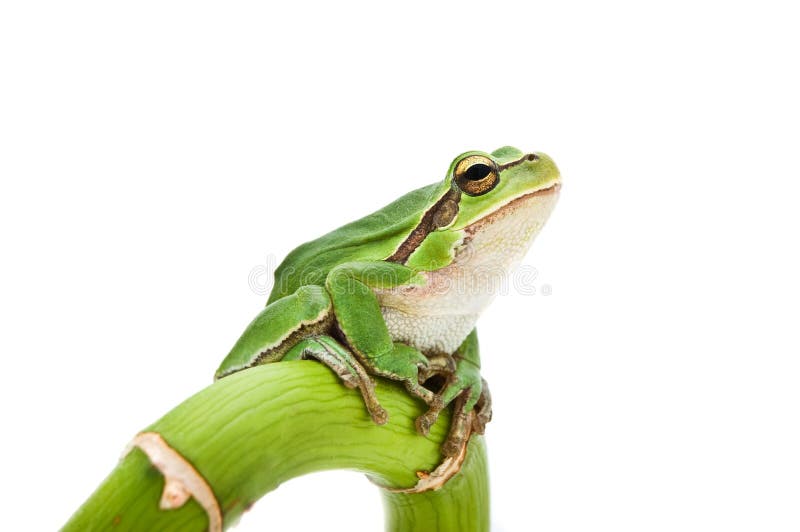Four frogs on white stock photo. Image of sitting, cute - 12993638