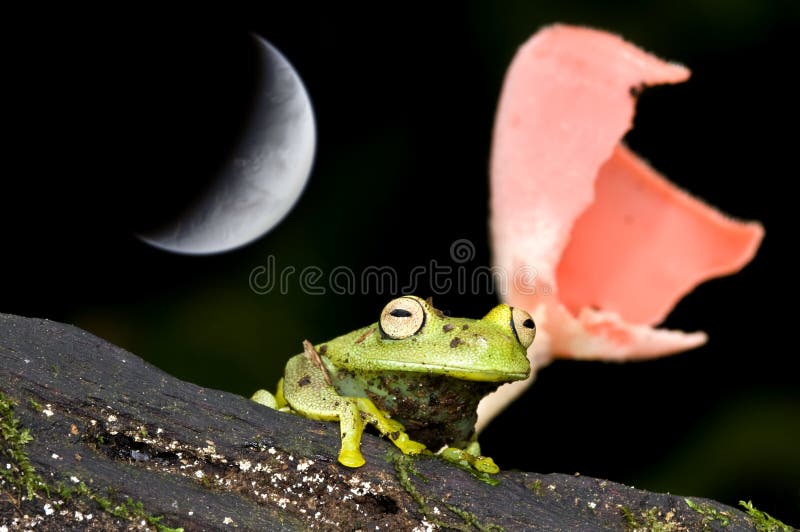 Tree frog stock photo. Image of ecosystem, climb, frightened - 7662826
