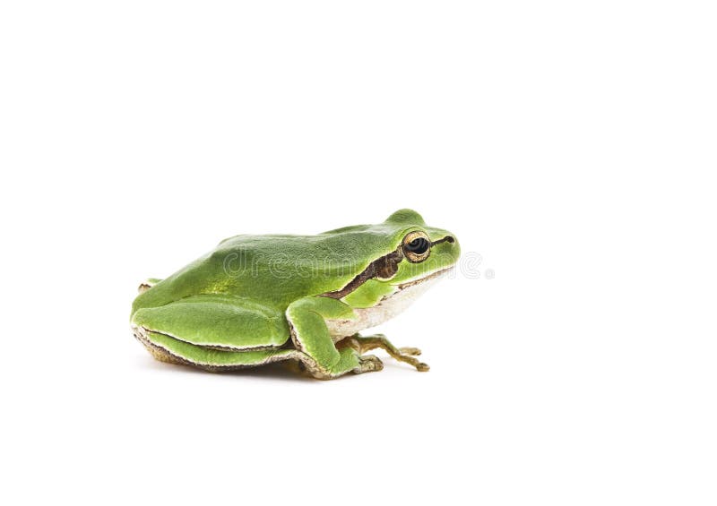 Tree Frog on White Background Stock Image - Image of infrafrenata, tree ...