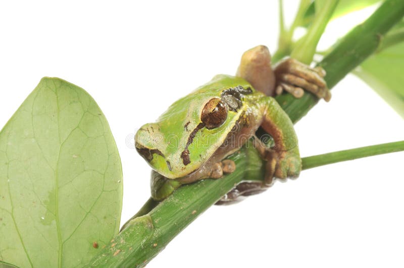 Tree Frog stock image. Image of green, eyes, species, close - 9759321