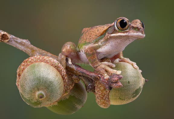 Tree frog on acorns stock photo. Image of tree, nocturnal - 16709734