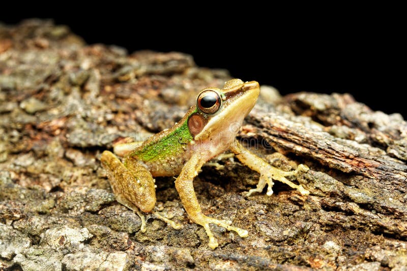 Tree frog action on night stock image. Image of green - 186780341