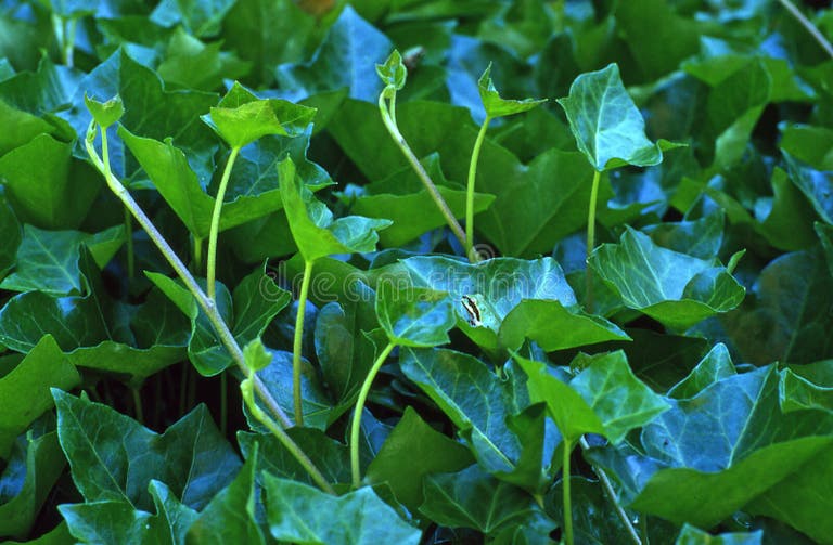 Tree Frog - Alias Ivy Frog stock image. Image of botany - 194525179