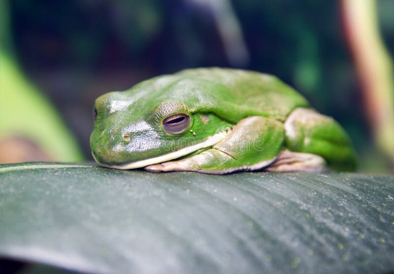 Tree Frog Amphibian Australia Large Green Stock Photo - Image of hollow ...