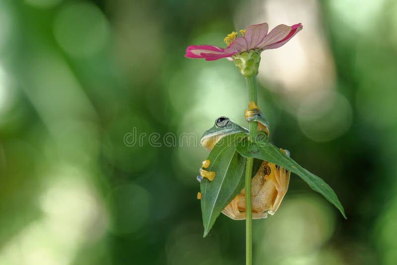 Tree Frog, Flying Frog on the Flower Stock Photo - Image of rain, green ...