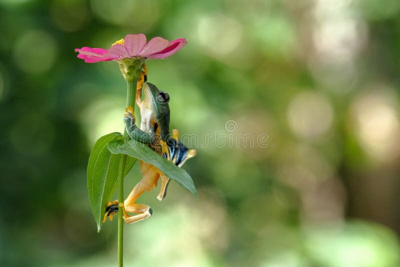 Tree Frog, Flying Frog on the Flower Stock Photo - Image of fall, green ...