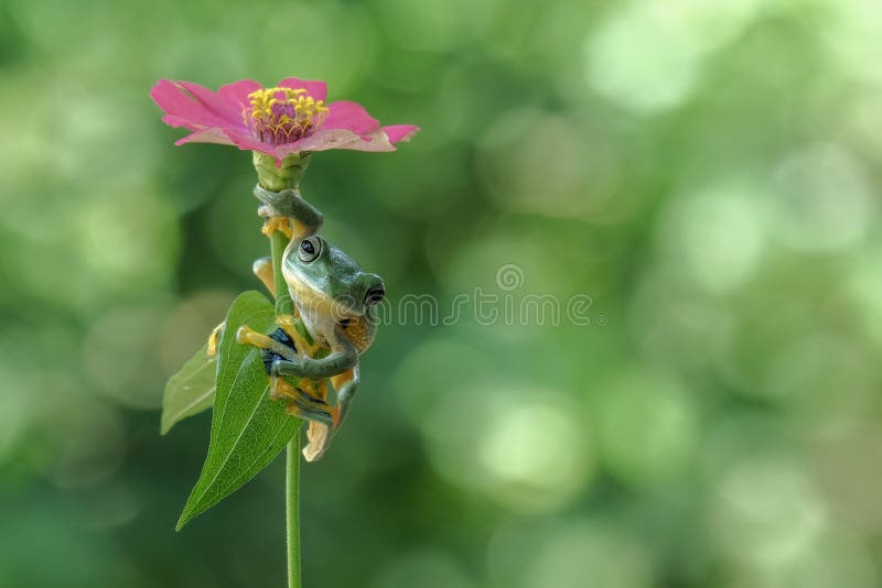 Tree Frog, Flying Frog on the Flower Stock Image - Image of frog, leaf ...