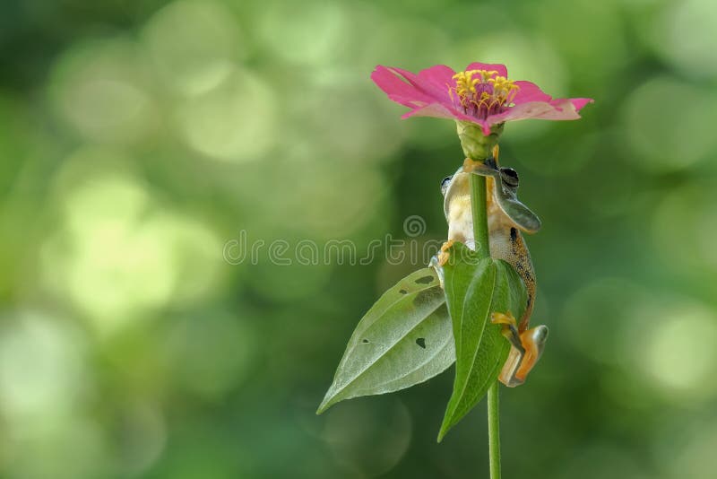 Tree Frog, Flying Frog on the Flower Stock Image - Image of jungle ...