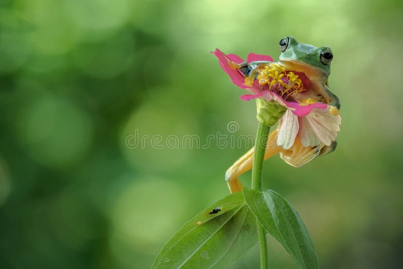 Tree Frog, Flying Frog on the Flower Stock Image - Image of fall, funny ...
