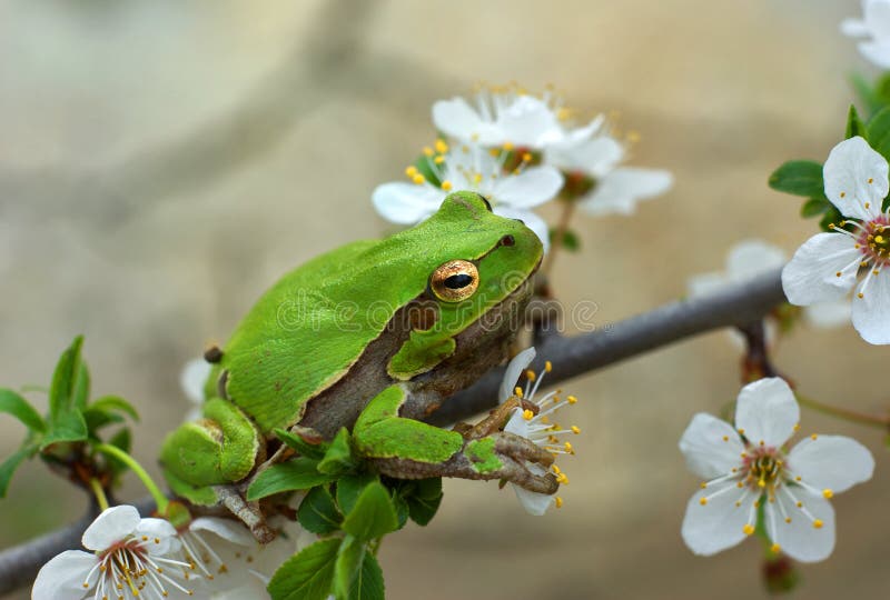 A tree frog stock photo. Image of closeup, green, bloomy - 36853742