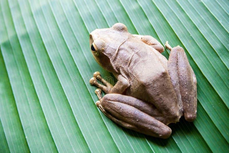 Tree Frog on the Big Green Leaf Stock Image - Image of frog, brown ...