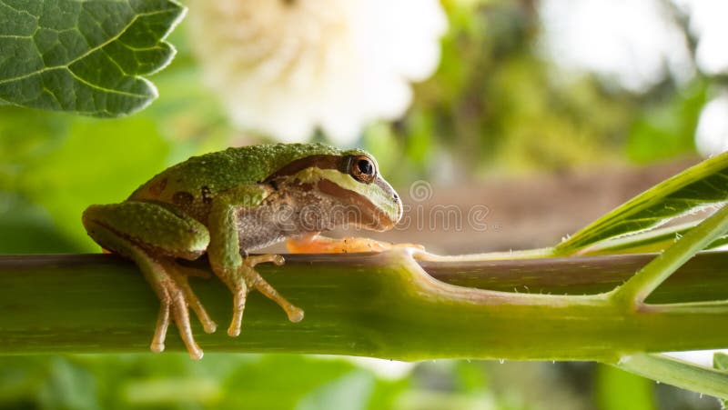 Tree Frog on Branch 2 stock photo. Image of biology, cute - 10730150