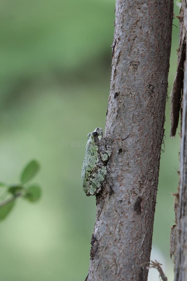 Tree Frog stock photo. Image of green, frog, country - 35677714