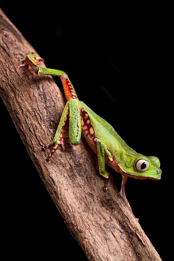 Tree Frog in Brazil Amazon Rain Forest Stock Image - Image of ...
