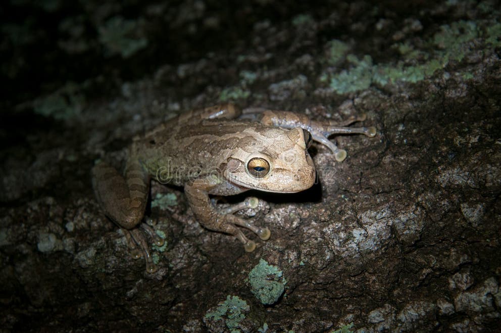 Tree Frog Camouflaged stock photo. Image of nature, ecology - 50959164