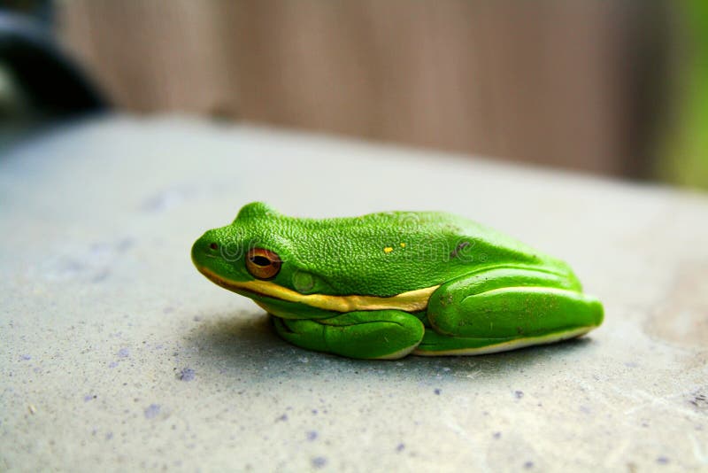 Tree frog stock photo. Image of wildlife, green, frog - 86628316