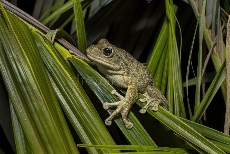 Tree Frog Climbing a Palm Frond Stock Image - Image of amphibian ...